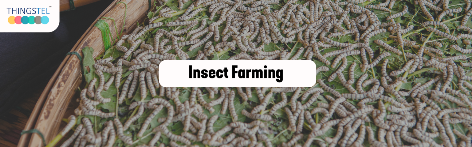 Insect Farming (micro/mini livestock farming) - Thingstel